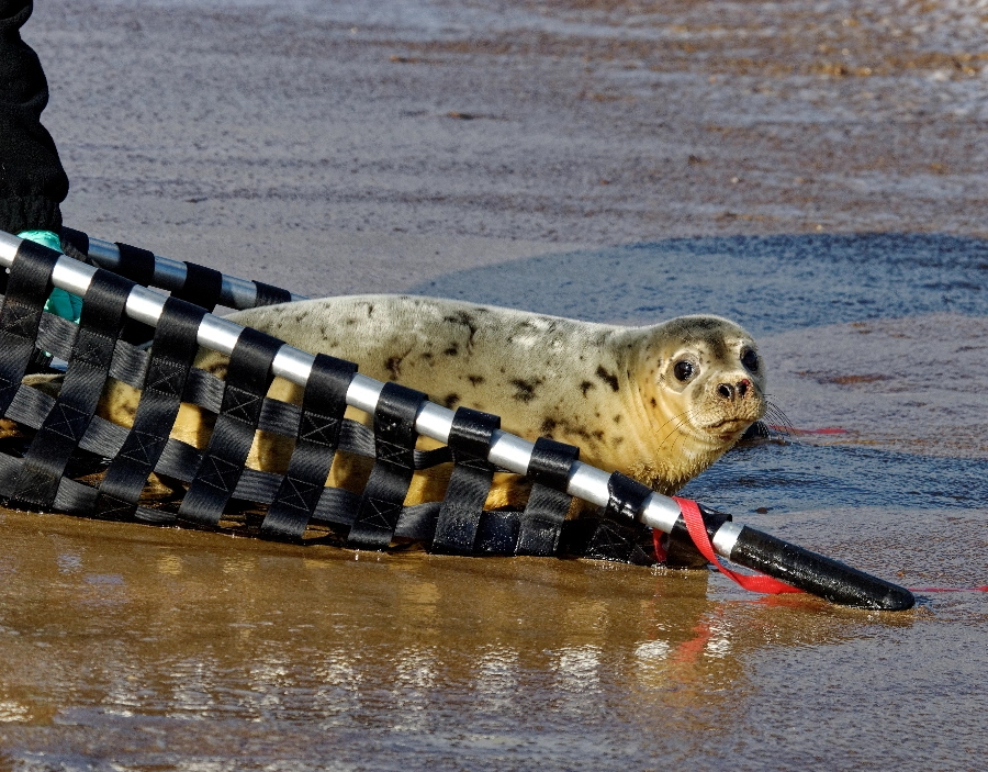 Dorking Wild Animal Recue Centre | Wild Animal Recue Centre