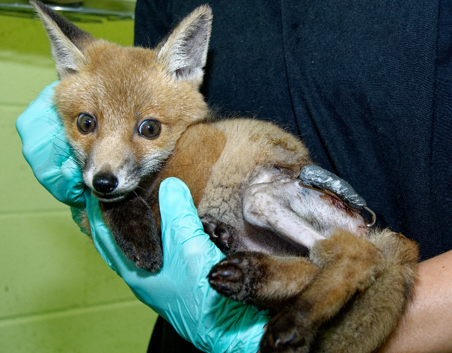 Dorking Wild Animal Recue Centre | Wild Animal Recue Centre